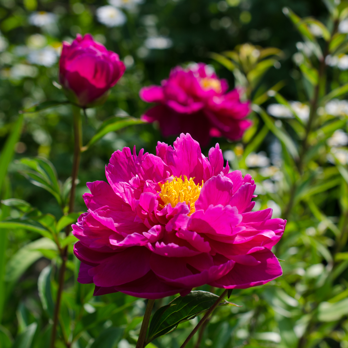 POTONIKA (Paeonia)