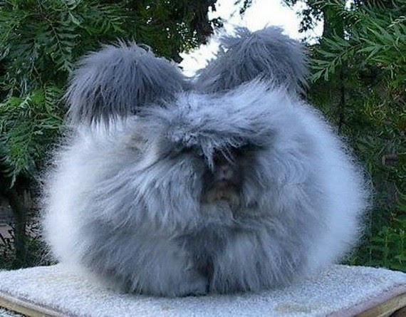 Animal Photo: Angora Rabbits