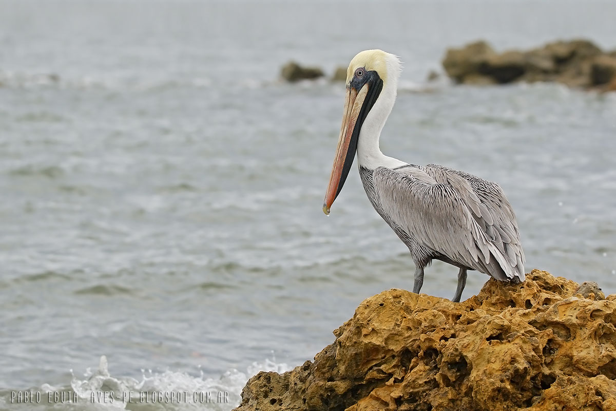 mis fotos de aves: Pelecanus occidentalis Pelícano Pardo Brown Pelican
