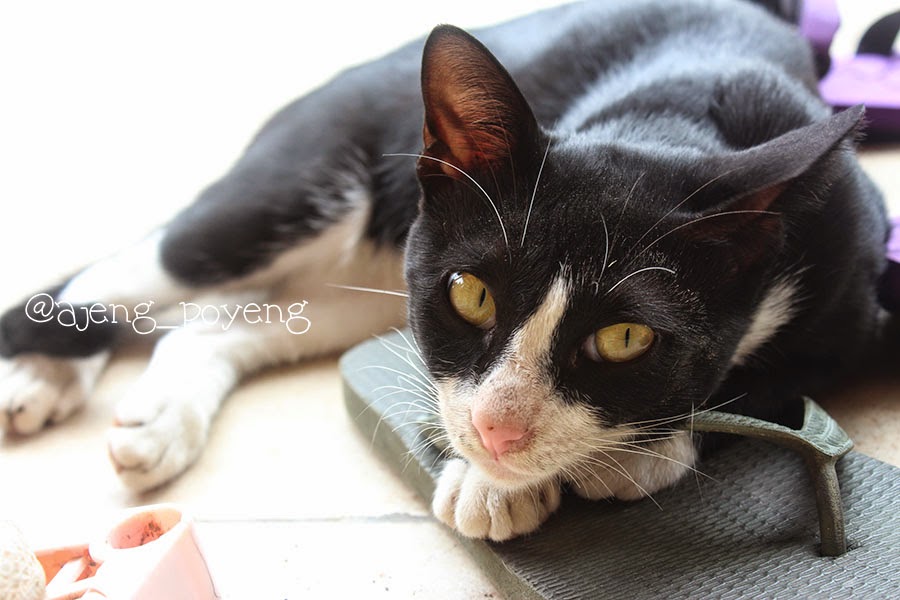 Ajeng Blogging: Pets : Cerita tentang si Batman, kucing liar di depan ...