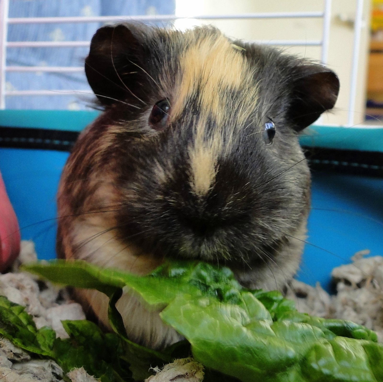 Panda Pig's Peace Sanctuary: Way of the Guinea Pig!: THE "INCIDENT"