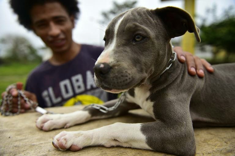 Inician terapia canina para presos con perros rescatados en cárceles de ...