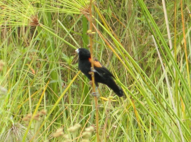 Rwanda on the Wing: Birds of Agahozo-Shalom: A Photographic Guide