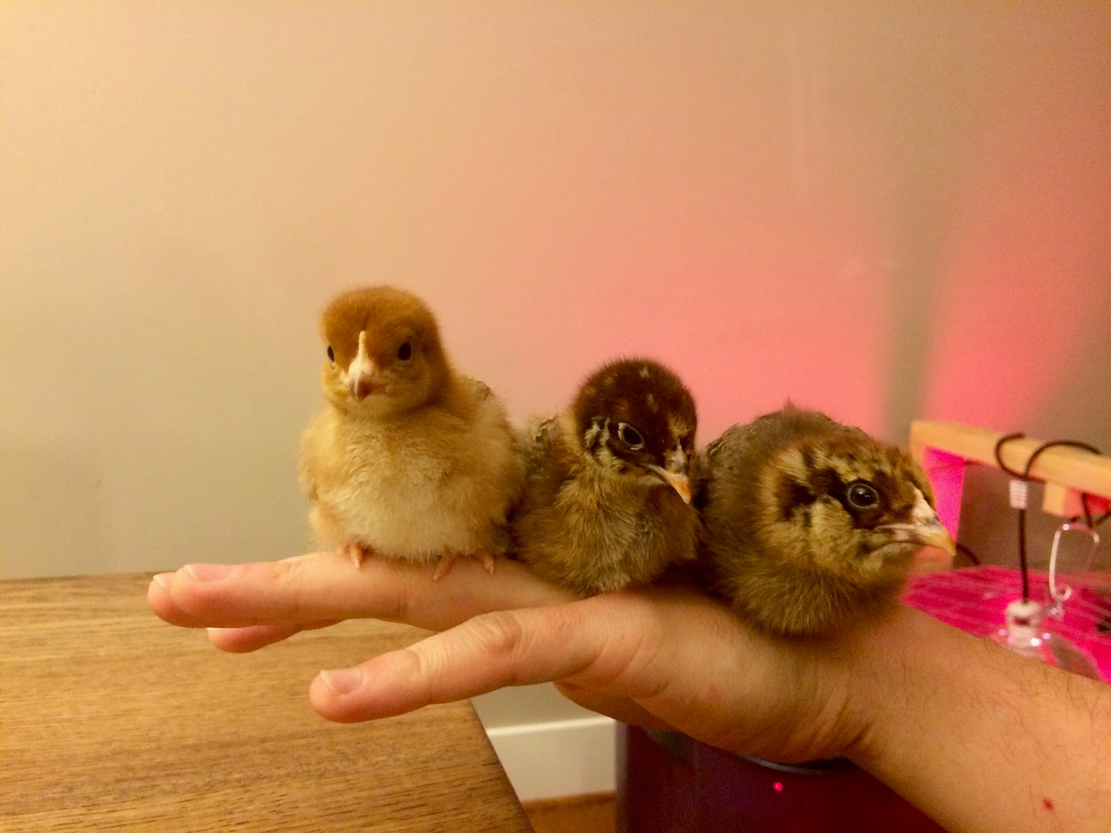 Seiklused ja jutud: Beebid ei hüüa tulles...