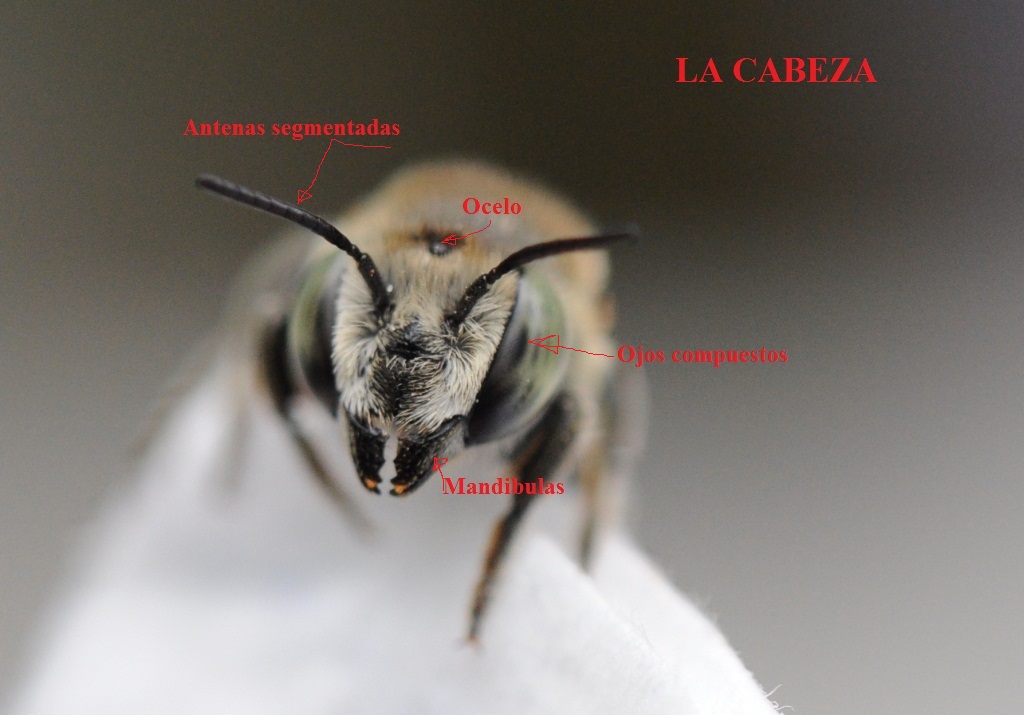 APRENDIENDO CON LA VISTA: CABEZA, TORAX Y ABDOMEN DE UNA ABEJA