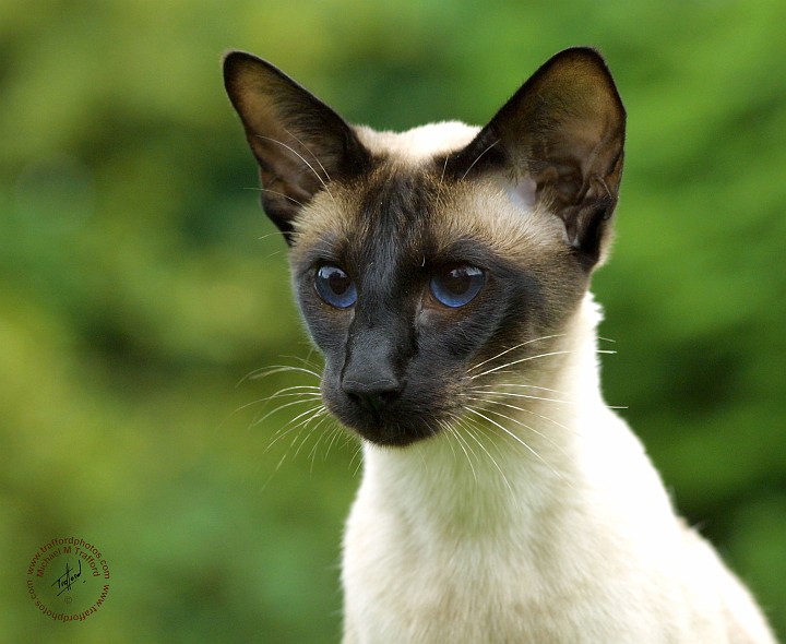 Siamese cats | Cute Cats
