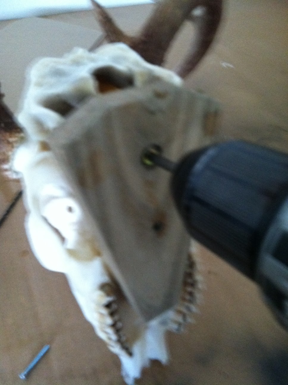 Bones n' Broadheads: European Mounts