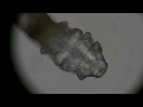 Brasil Universo Digital