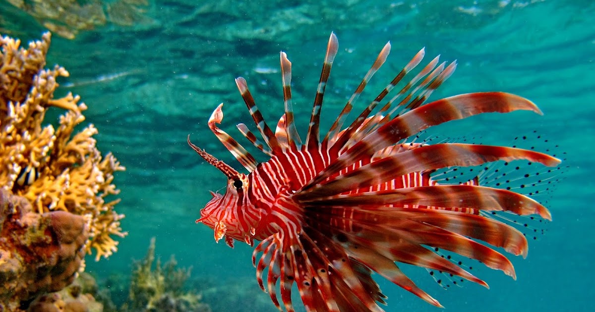 El Pebrasset: El peix lleo