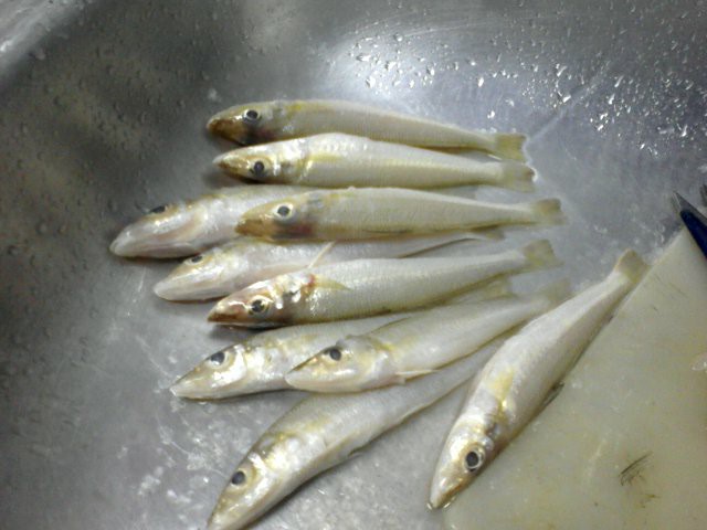 SurayaMSyed: Ikan Bulus