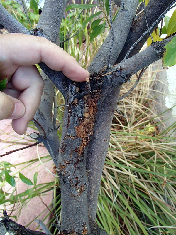 Xtremehorticulture of the Desert: Sap From Plum May or May Not Be Borers