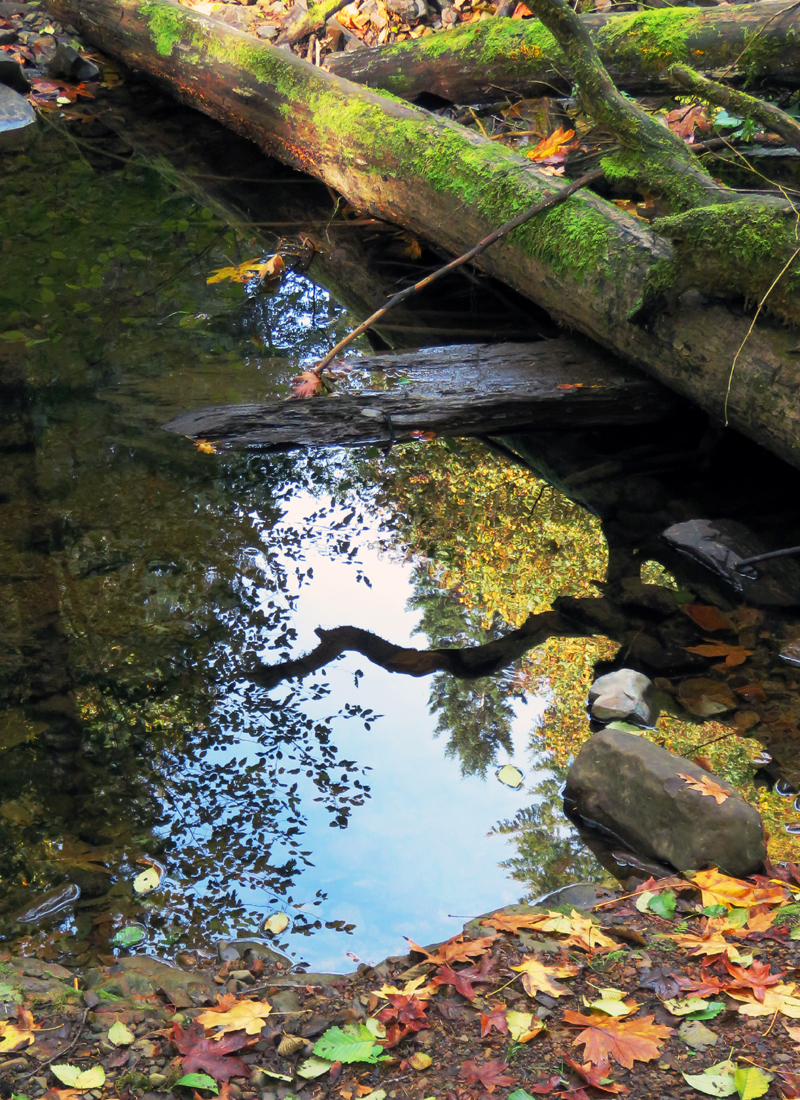 ramble & frolic: destination: fishhawk falls/ lee wooden county park ...
