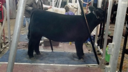 Lautner Farms: NECC Livestock Show - Norfolk, Nebraska