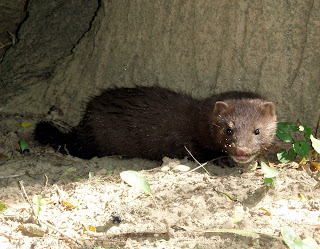 Small Mammals of Arkansas | Trails of Arkansas (& now California)