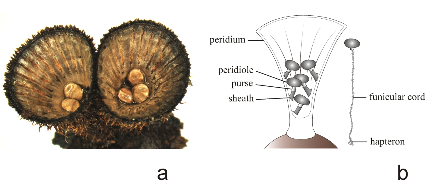 Fungi of Singapore: Fluted Bird's Nest Fungus (Cyathus striatus)