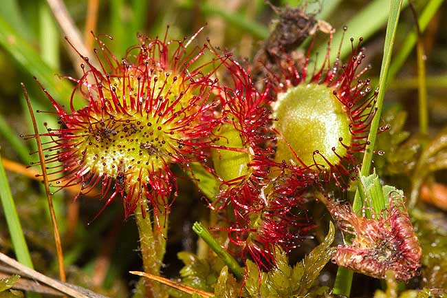 Flora hellenica: Drosera rotundifolia