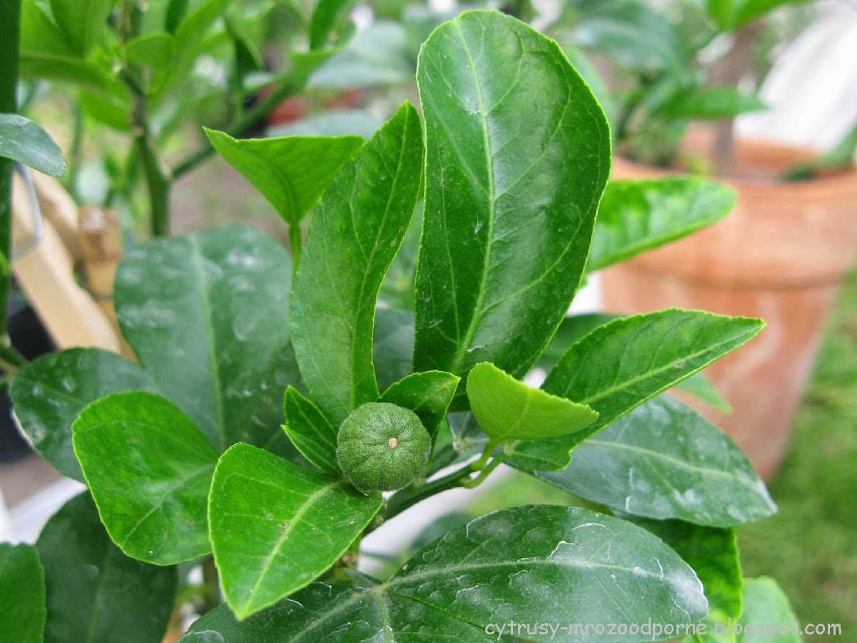 Cytrusy Mrozoodporne: Citrandarin