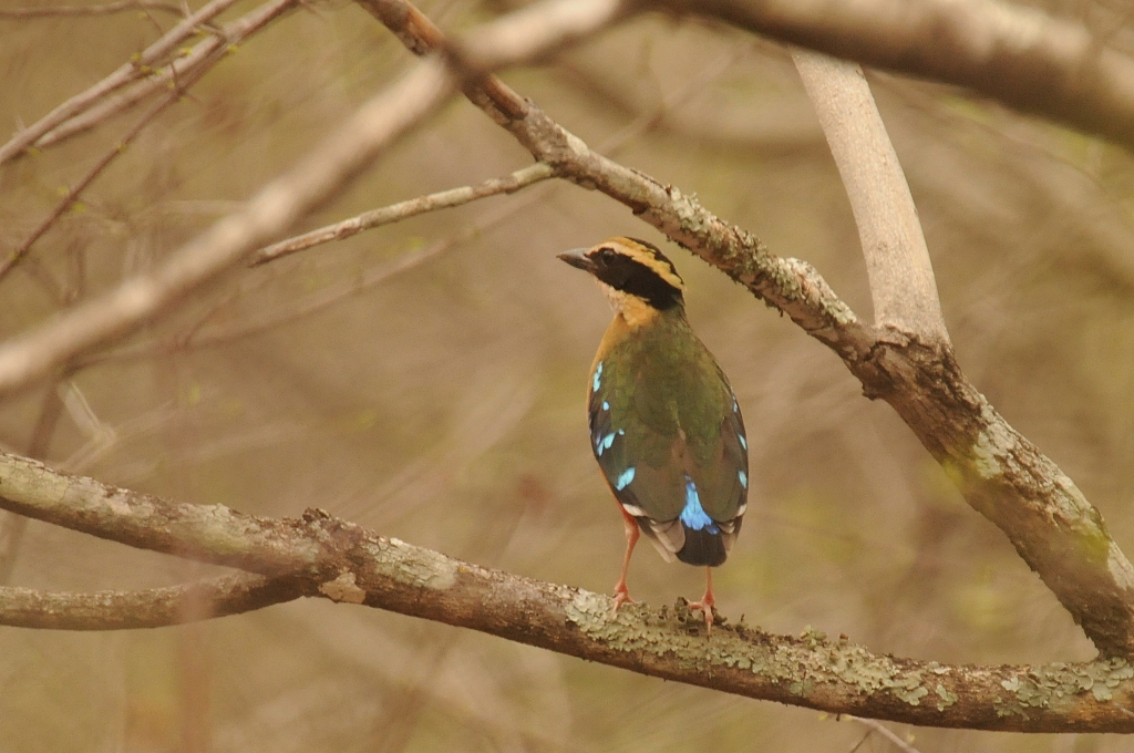 Birding and Bird Ringing in Zimbabwe: Searching for the African Pitta