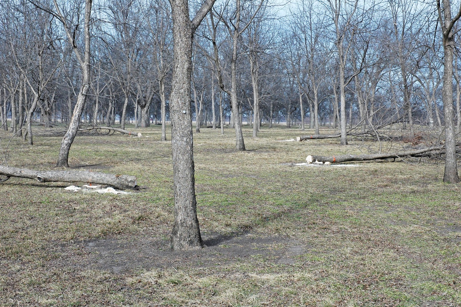 Northern Pecans: Thinning trees from a Kanza block
