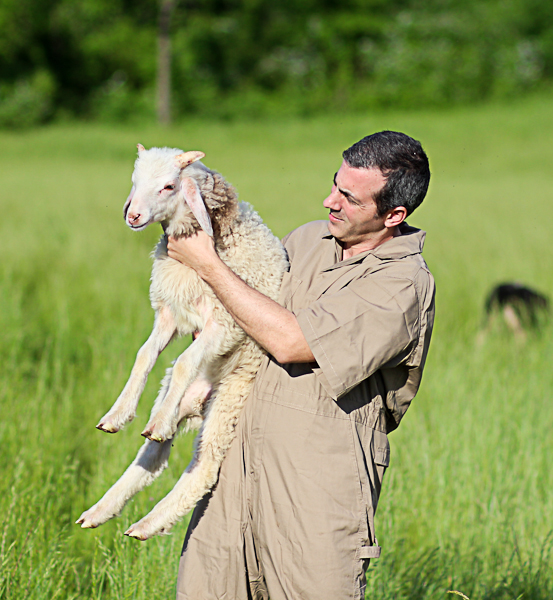 Awassi Sheep - Awassi Fat Tail Sheep Breeder: Awassi Sheep Photos ...