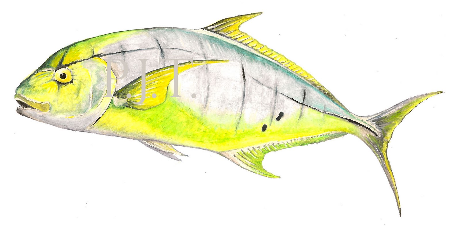 BlueSpace: Fish Painting - Golden Trevally