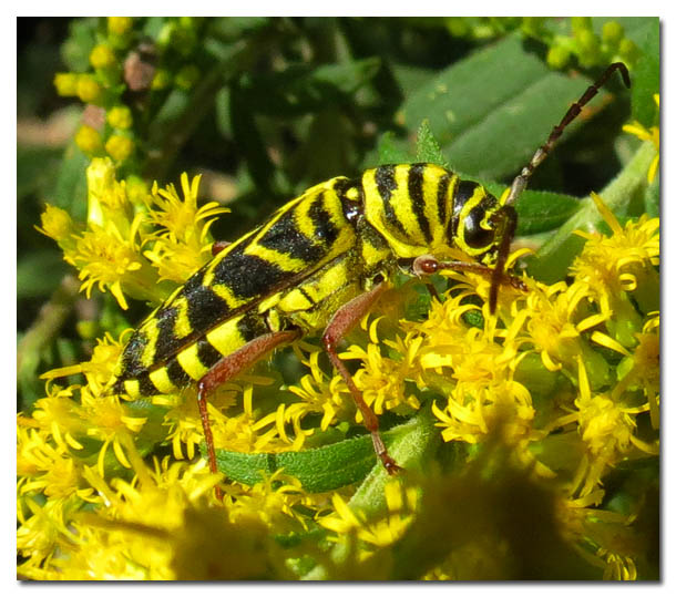 Randy & Meg's Garden Paradise: Locust Borer on Golden Rod