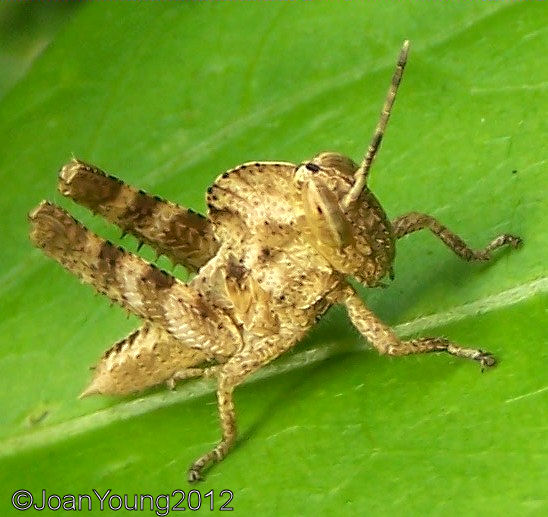 South African Photographs: Green Tree Locust (Abisares viridpennis)
