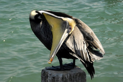Funny Pelican Photos | Funny Images Show