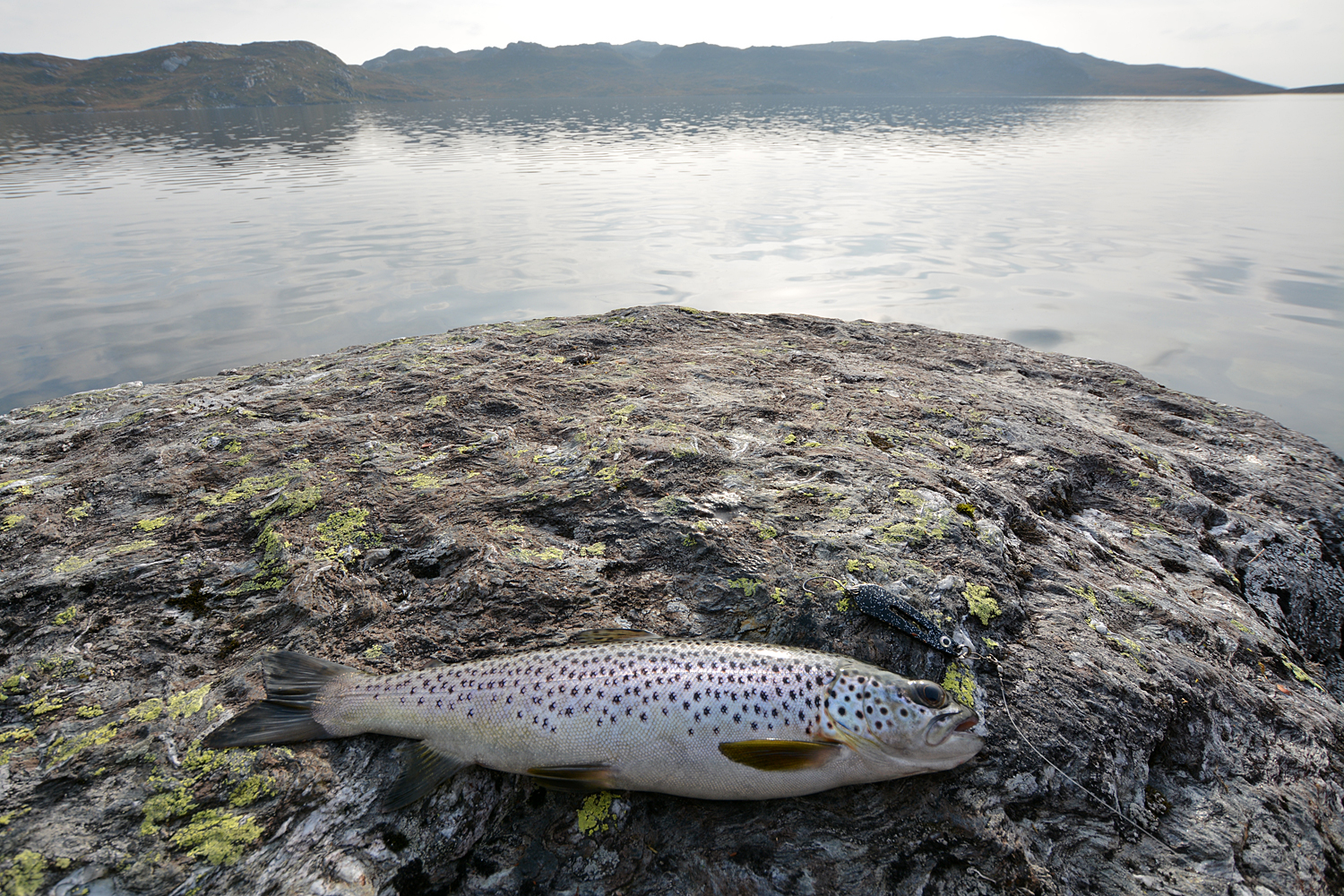 Bjarnes turblogg: Svart sluk til ørreten!