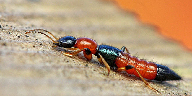 Aquatic Resources Management