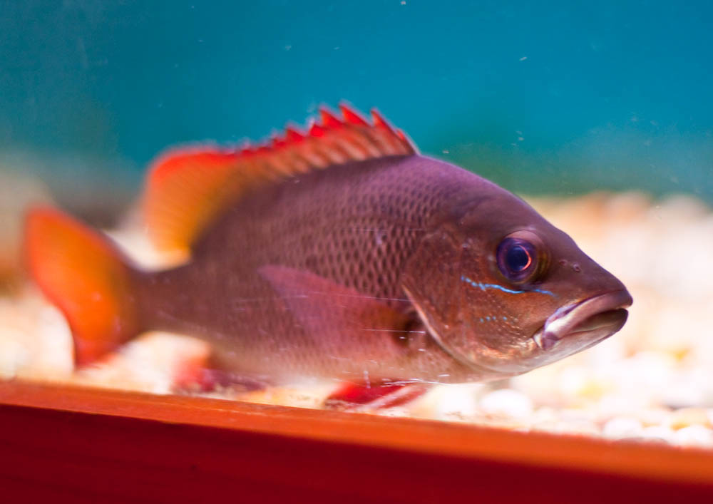 Mangrove Jack Si Kakap Penghuni Bakau - Nakama Aquatics