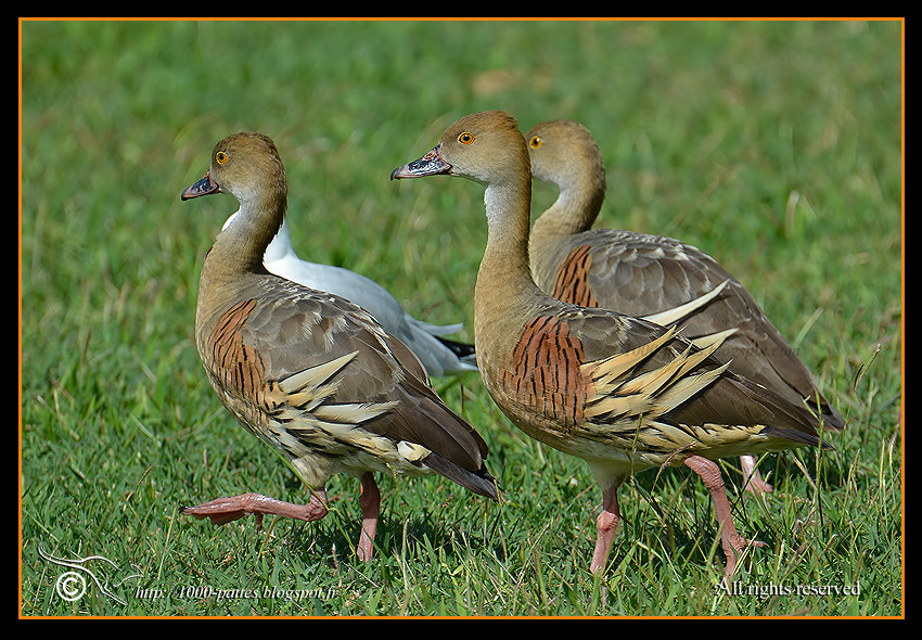 WILDLIFE GATEWAY: Dendrocygne d'Eyton