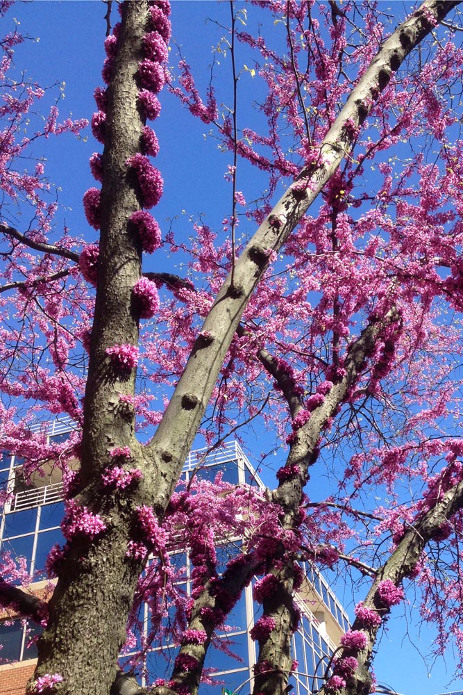 Picture of the Week: Flowering Redbud