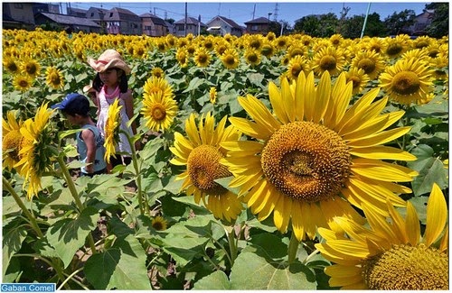 Bunga Matahari Ini Kelihatan Tersenyum - Gaban Comel
