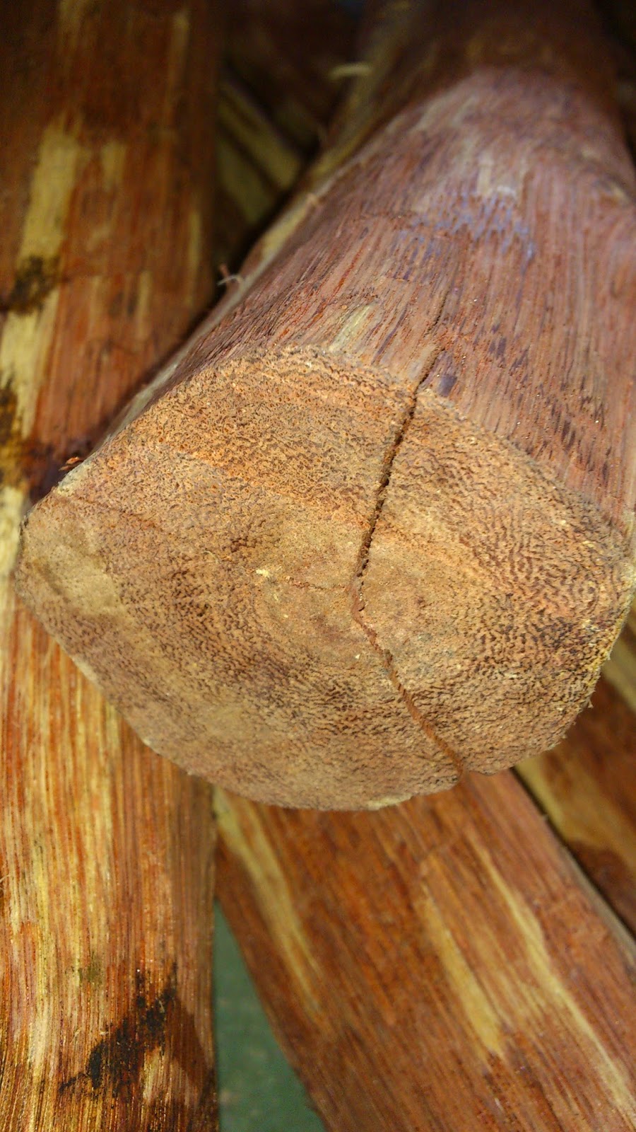 ZAMRUD TECHNOLOGY: ||TERAS TEBU GAJAH||