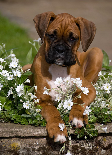 Photos: Cute Dogs Celebrate Springtime | Paws for Reaction