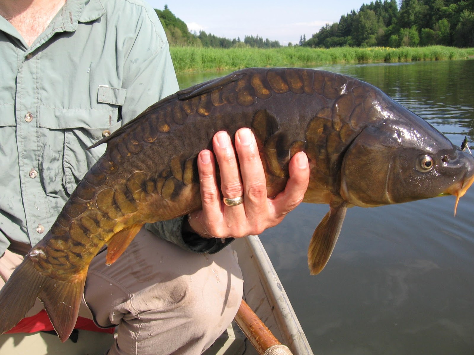 Got Backing? (Formerly Known as Mr. P.'s Blog): Mirror Carp Are Cool!