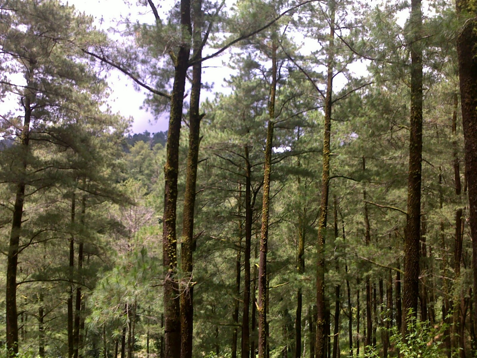 Hutan Pinus Contoh Ekosistem Taiga | @itaaRKS 'Blog