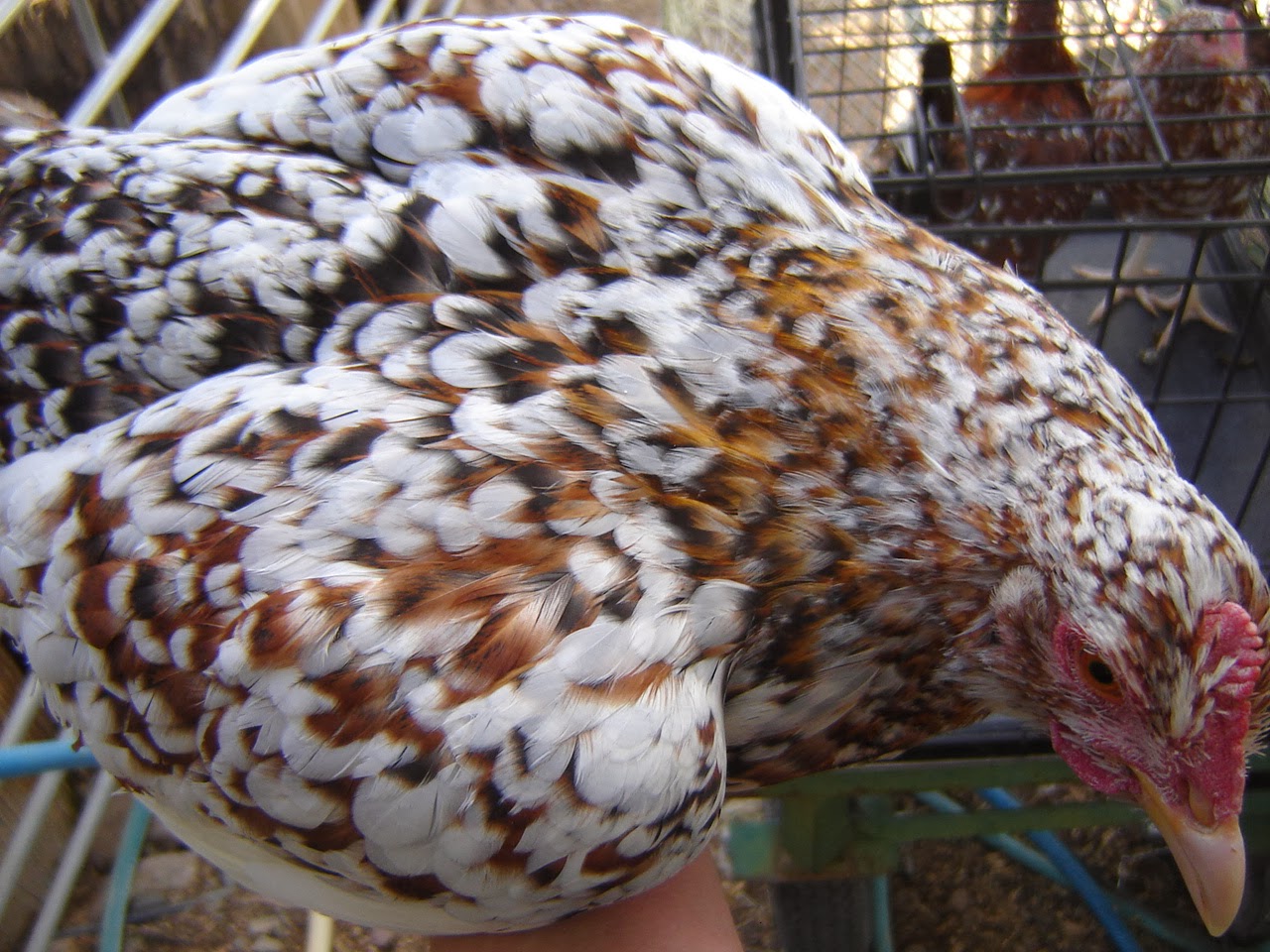 Aloha Chickens: Stephen's 2013 Alohas