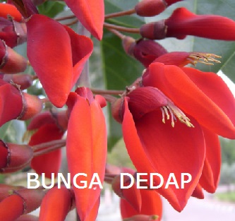 Anim Agro Technology: LAKSANA BUNGA DEDAP