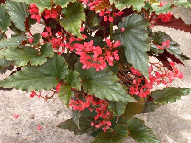 Всё о бегониях и не только...: Begonia 'Forest Flame'