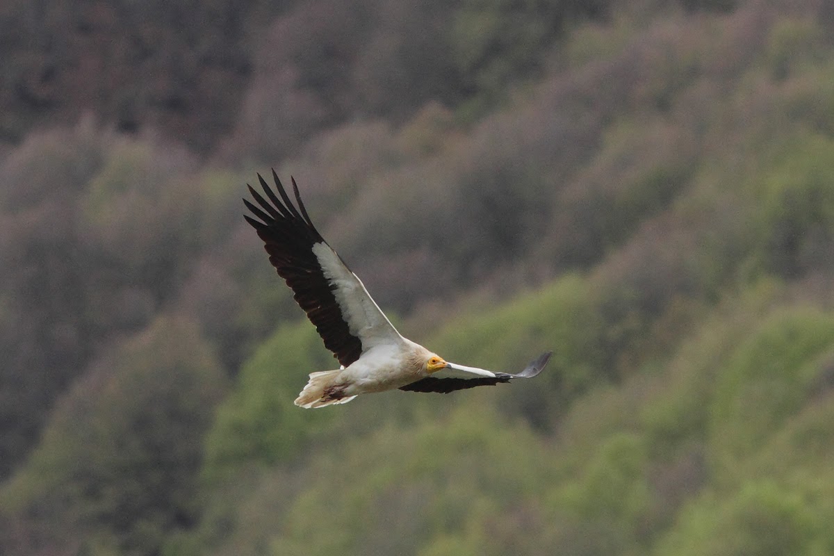 Georgia, Lake Jandari