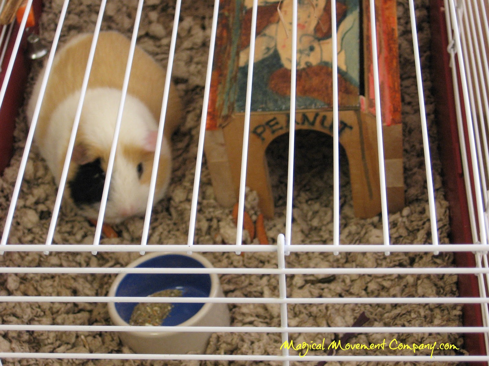 Outdoor Classroom and Guinea Pig Love! | Magical Movement Company ...