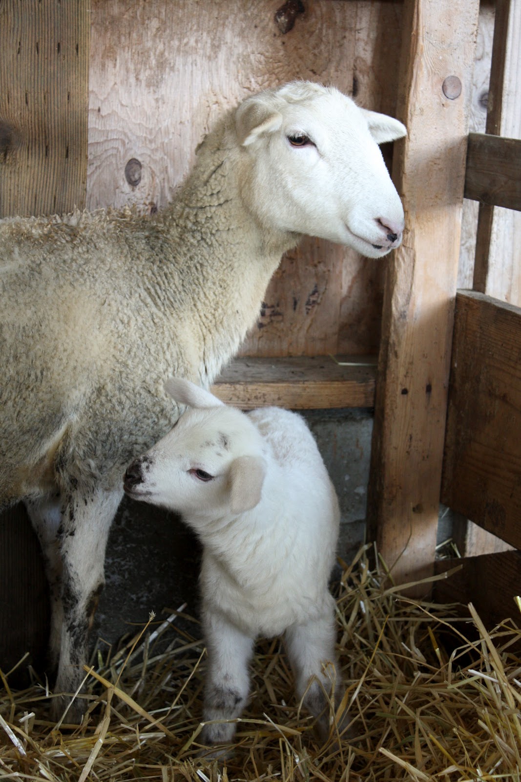 Seattle Tall Poppy: Spring Lamb at Ninety Farms