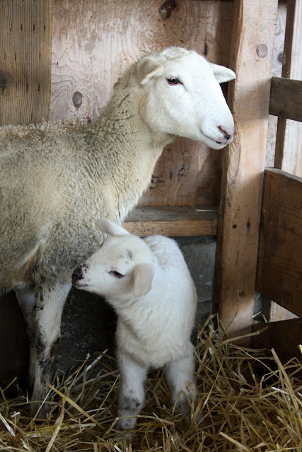 Seattle Tall Poppy: Spring Lamb at Ninety Farms
