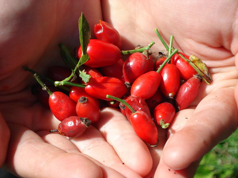 virágküldés blog: Gyógyító növények: Csipkebogyó