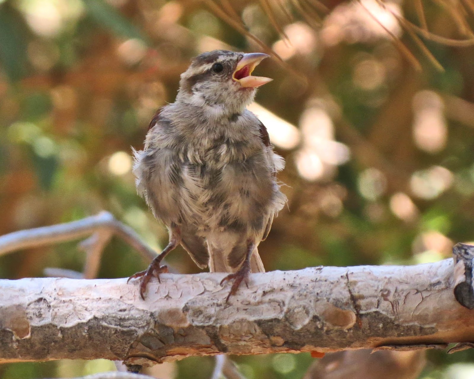 Odd Birds | Desert Colors