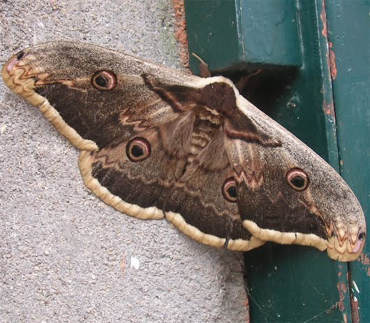 s p u d o r a t a m e n t e: Foto del giorno: "Falena"