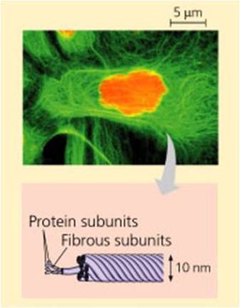 Cytoskeleton - Microfilaments, Intermediate filaments and Microtubules