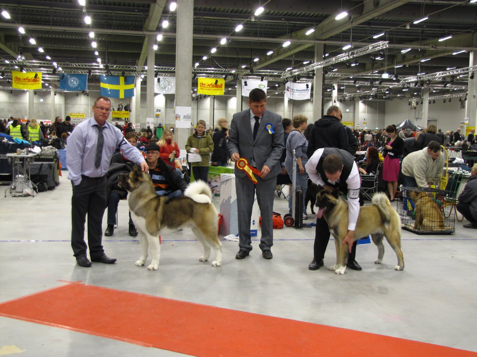 malmö international dog show